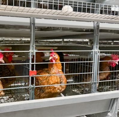 Quality Eighth Generation Precision Feeding Chicken Cage Breeding Equipment Step Type Stacked Type Thirty Percent for sale