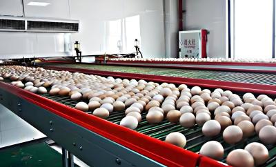 China Low Breakage Rate Below 1 Percent Egg Collection System Multi Layer Efficient High Automation for sale
