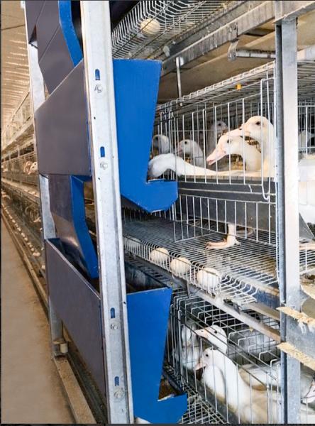 Quality H Shape Egg Duck Cage Equipment Mobile Feeding System Anti Mold Waterline Duck Specific Fountain for sale