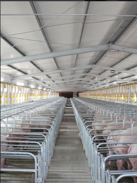 Quality Physiological Parameter Based Design Pig Breeding Equipment RFID Intelligent Sow Management Cable Tray for sale