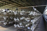 Quality Multi Tier Stacking Pigeon Farming Equipment Automatic Feeding Nest System for sale