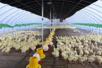 Quality High Load Capacity Goose Farming Equipment Automatic Water Bath Reinforced for sale
