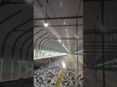 Large-scale chicken farming equipment