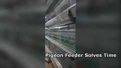 Automatic feeding of the pigeon cage
