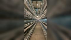 EGG CHICKEN CAGE BREEDING EQUIPMENT