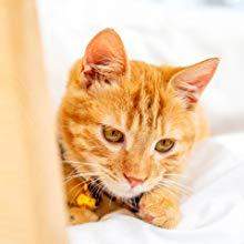 borse di rifiuti di pei