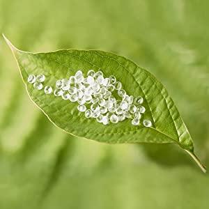 植物ベースの材料