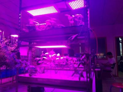 Cina Angolo di diffusione delle luci progressive APOLO 6 150W 660nm/460nm Spetrum di PPF 1.8umol/J LED ampio in vendita