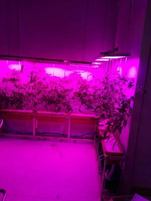 Cina Luci progressive complete APOLO 18 500W PPF1.8umol/J crescente medico di Spetrum LED con i fan in vendita