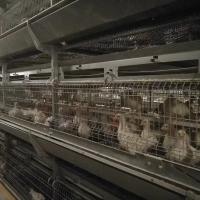 China Designed Automatic Broiler Battery Chicken Cage System For Poultry Farm for sale