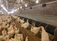 China Automatic Poultry Egg Collection System 20 Holes For Breeder Layer for sale