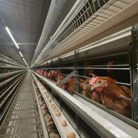China Egg Chicken Automatic Battery Cages Hot Galvanized for sale