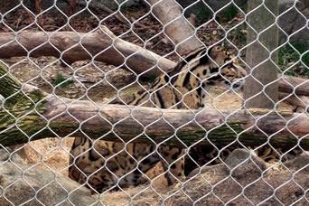 A leopard is enclosed by knotted stainless steel cable zoo mesh