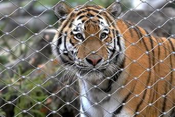 A tiger is staring out through the hole of ferrule type stainless steel cable zoo mesh