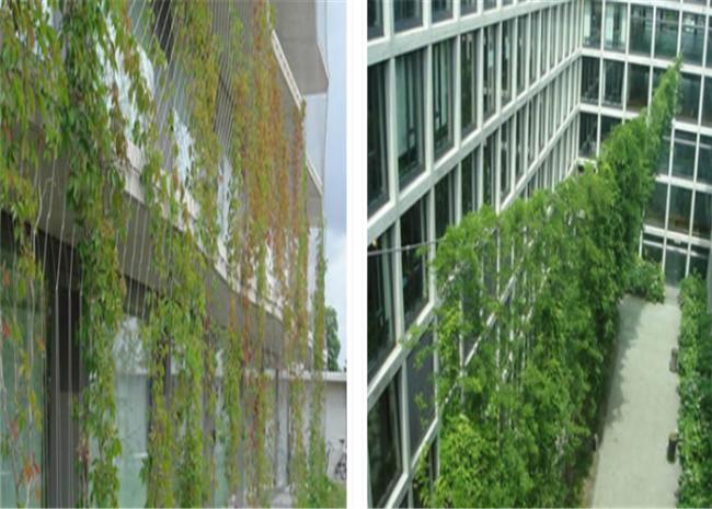 Architectural application of rope mesh green wall