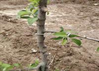 China 13CM Length Galvanized Steel Wire Tree Branch Pressing Tool Anti-Rust Fruit Tree Support Tool for sale