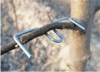 China 13CM Length Galvanized Steel Wire Tree Branch Pressing Tool Anti-Rust Fruit Tree Support Tool for sale