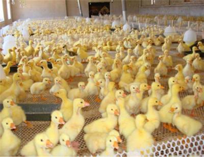 Cina 30 mm di rete di plastica di apertura per l'alimentazione dei polli in vendita