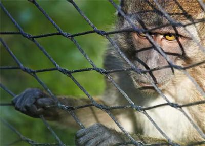 China Black Color Knotted Type Stainless Steel Wire Rope Mesh For Monkey And Zoo Fence for sale