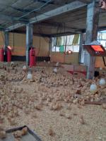 China Manual Temperature Adjustable Gas Brooder Heater 2.46KW for Livestock Poultry for sale