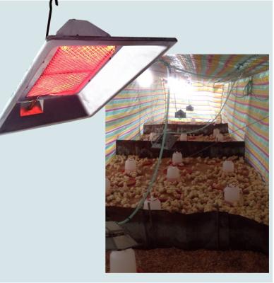中国 養鶏場のための慰めの赤外線鶏小屋のヒーターLPGの天燃ガスの育雛器 販売のため