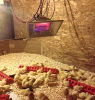 China 3900W LPG Poultry Brooder Heater Adjustable Thermostat 675mm Aluminized Steel for sale