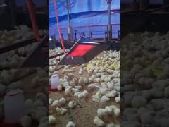 Chicken Coop Heating Equipment Chicken/Birds/Piglets Farming Gas Infrared Heater Gas Brooder for Poultry THD2606