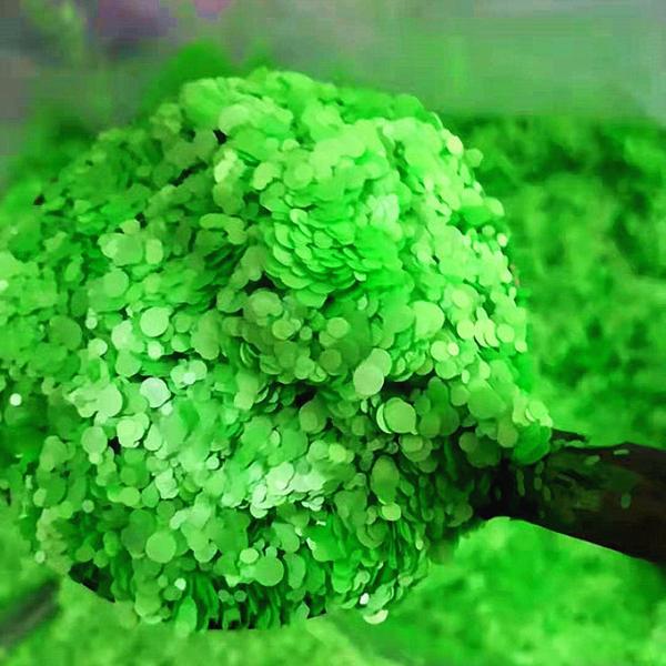 Quality RAMADAN Occasion 1 Kilo Packing Bulk Dots Glitter Powder for Glitters Glitter Dot Mixes Neon Color Package Opp Bag for sale
