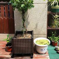 China Self Watering Rectangular Raised Planter Box 60x40x30cm PP Plastic Flower Box Planter for sale