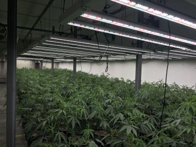 Cina 1200w Indoor Grow Lights Coltivatori Repubblica 120 gradi angolo di fascio in vendita