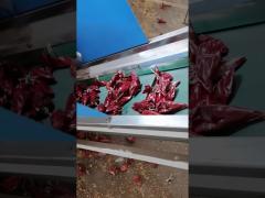 Machine de classification de chiles selon le AMD.mp4 (Machine zur Classification des chiles selon le AMD) (Machine per la classificazione dei chili secondo l‘AMD)