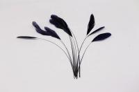 China Stripped Rooster Coque Feather in Dyed Pattern for Chicken Feather Benefit for sale