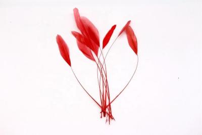 China Stripped Rooster Coque Feather in Dyed Pattern for Chicken Feather Benefit for sale