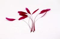 China Stripped Rooster Coque Feather in Dyed Pattern for Chicken Feather Benefit for sale