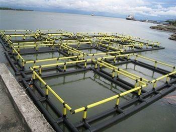 China 4sq. M To 200sq. M Circular Floating Fish Cage Diameter 6m To 90m for sale