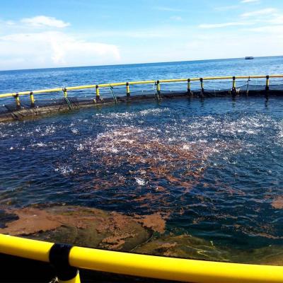 China HDPE Floating Fish Farm Cage 200mm-400mm Pipe Diameter with 12-Grade Typhoon Resistance and 15-Year Lifespan for sale