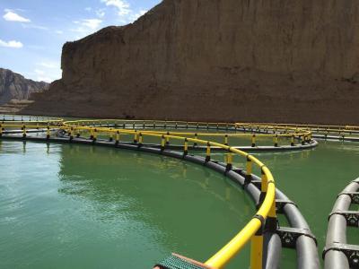 China Aquaculture Fish Cage with Floating Pipe 200mm/250mm/315mm/350mm/400mm/450mm/500mm Diameter 10m 60m Sea Floating Cages for sale