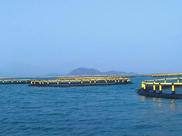 Quality Fresh Water Fish Farming Circular Fish Cage for Pond Lake And Near Shore for sale