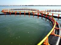 China HDPE Floating Net Cage for Aquaculture - 15+ Year Lifespan, 12-Grade Typhoon Resistance, 200mm-400mm Pipe Diameter for sale