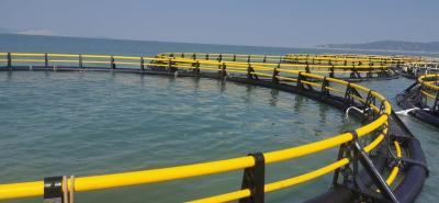 China Round HDPE Floating Fish Cage Trap For Sea Fish Farming In High Demand for sale