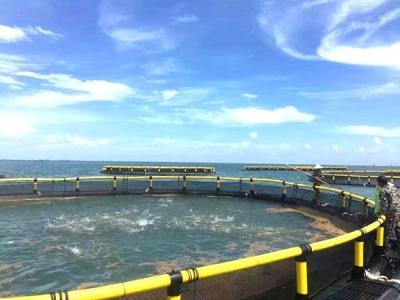 China Delivery Detail Two Weeks After Receiving Deposit Floating Fish Farming Cage Feeding Net HDPE Bracket 315mm for Lake for sale