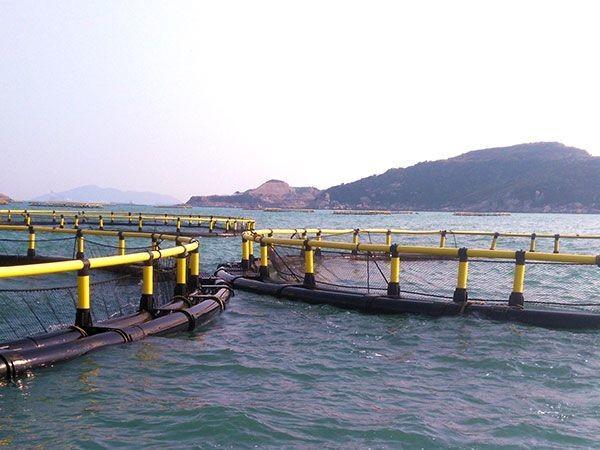 Quality HDPE Circular Fish Farming Cage 30m Diameter For Aquaculture And Customization for sale