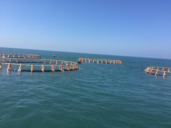 Quality Bracket HDPE Plastic Fish Farming Cage For Breeding Tilapia Fish for sale