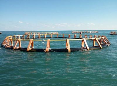 China HDPE Circular Fish Cage Engineered For Fish Farming In Marine And Freshwater Environments Offering Durability And Stability for sale