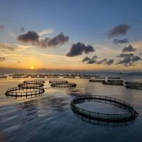 China Complete Set Round Fish Cage 80m-200m Circumference HDPE Floating Collar with Anchor System for sale