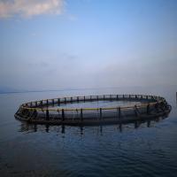 China Export Grade HDPE Round Fish Cage 80m-300m Circumference Wave Resistance 6m for sale