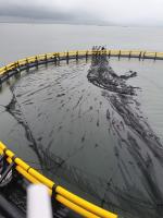 China 80m Circumference Entry-Level HDPE Fish Cage, Low Cost & High Return for sale