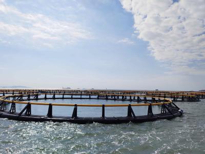 China Heavy-duty HDPE cage for Atlantic salmon, stocking density 10–15kg/m³, strong frame for rough northern deep sea. for sale
