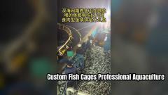 fish feeding