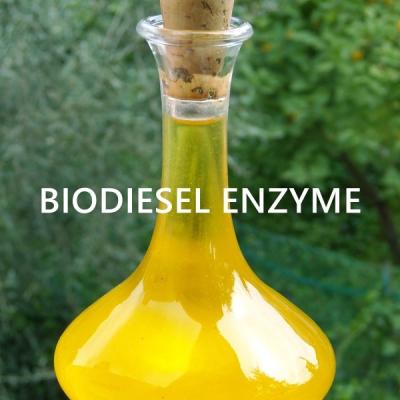 Cina Organizzazione dell'enzima della lipasi per le applicazioni sostenibili dell'olio di bioenergia in vendita